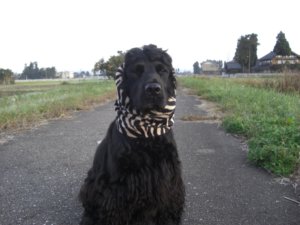 【ハンドメイド】耳汚れ防止！犬用スヌードの作り方 | ハッピーだWan！